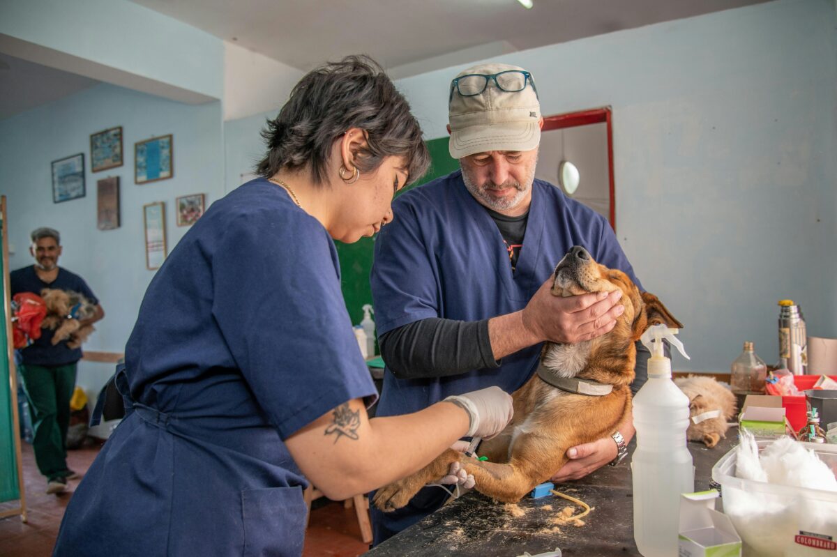 How Buddy Is Transforming The Veterinary Industry » PharmaTech News